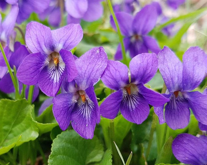 5 Wild Violets Two Color - Etsy