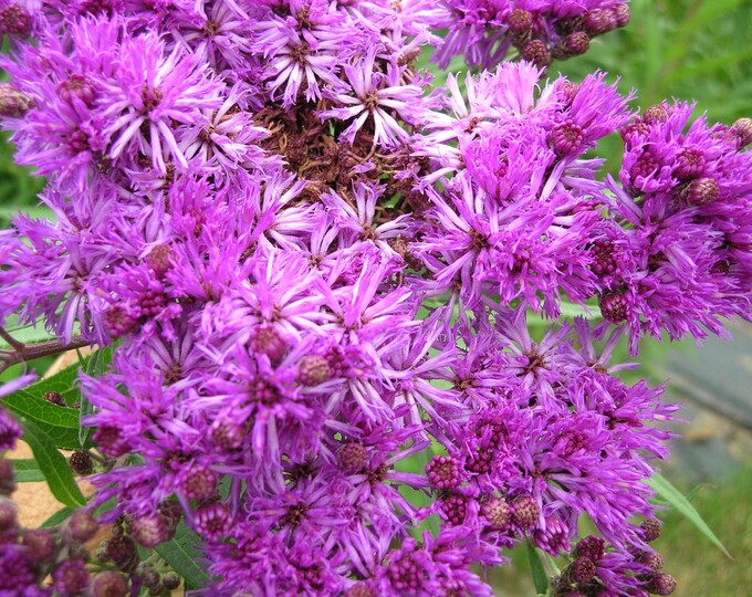 Iron Weed US Native Plant - Etsy