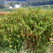 25 Poke Seeds - Etsy
