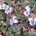 5 Wild Violets - Etsy