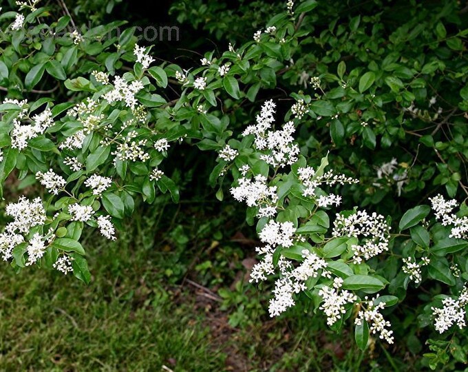 25 Poke Seeds - Etsy