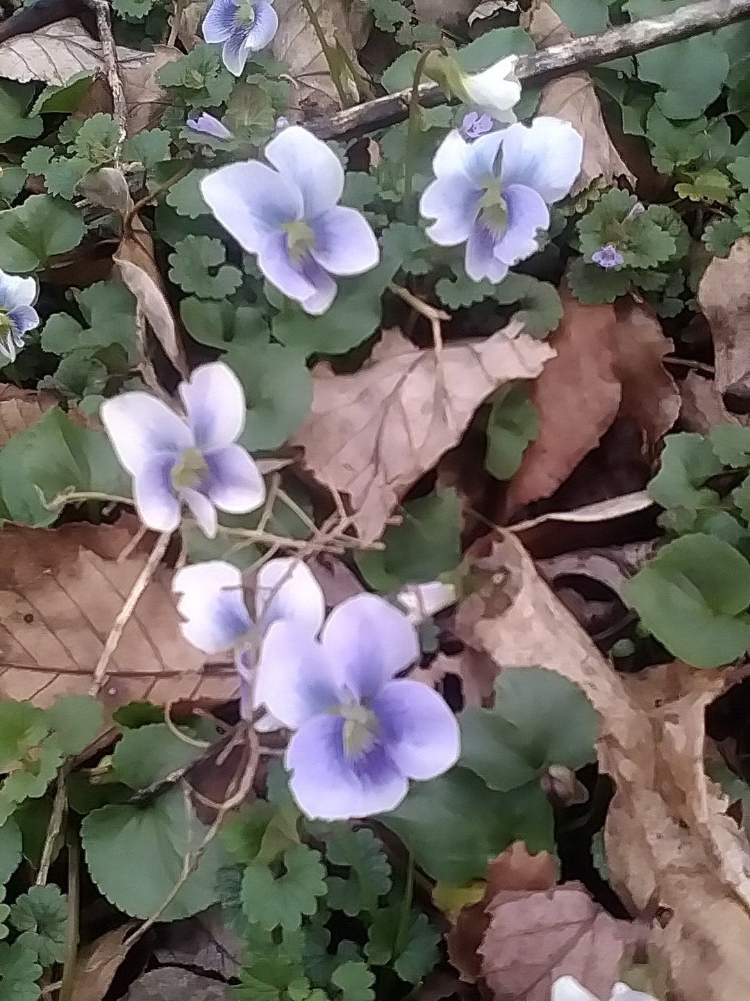5 Wild Violets - Etsy