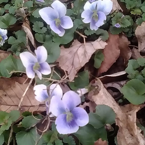 Wild Violet Seeds - Etsy
