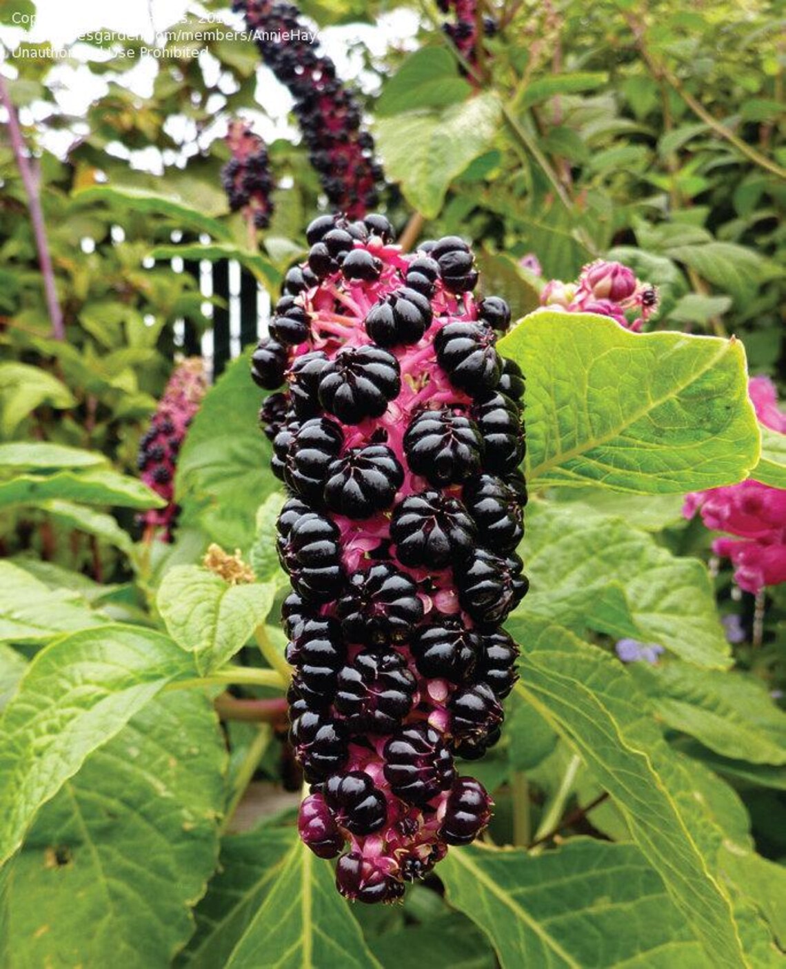 25 Poke Seeds - Etsy