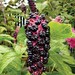 25 Poke Seeds - Etsy