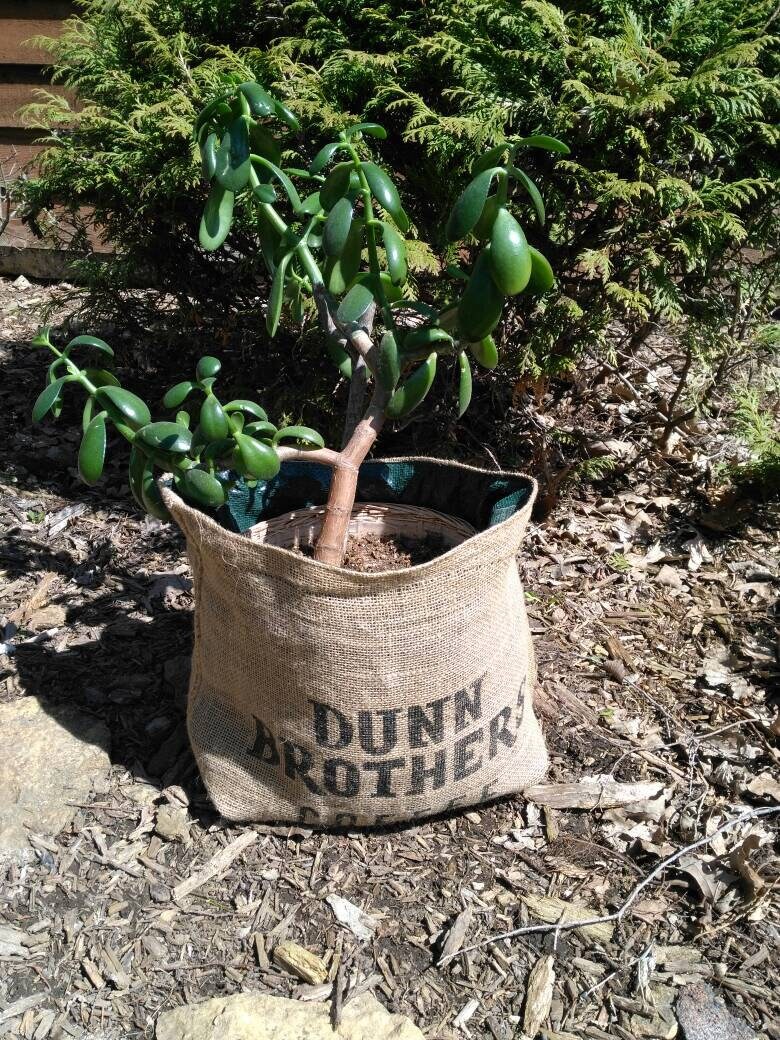 Planter Burlap Pot Cover Fabric Plant Bag Collapsible - Etsy Canada