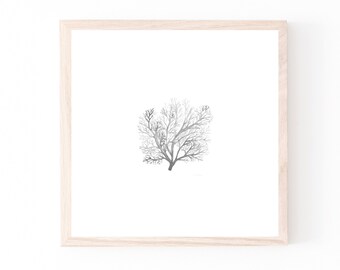 Sea Fan Print - Etsy