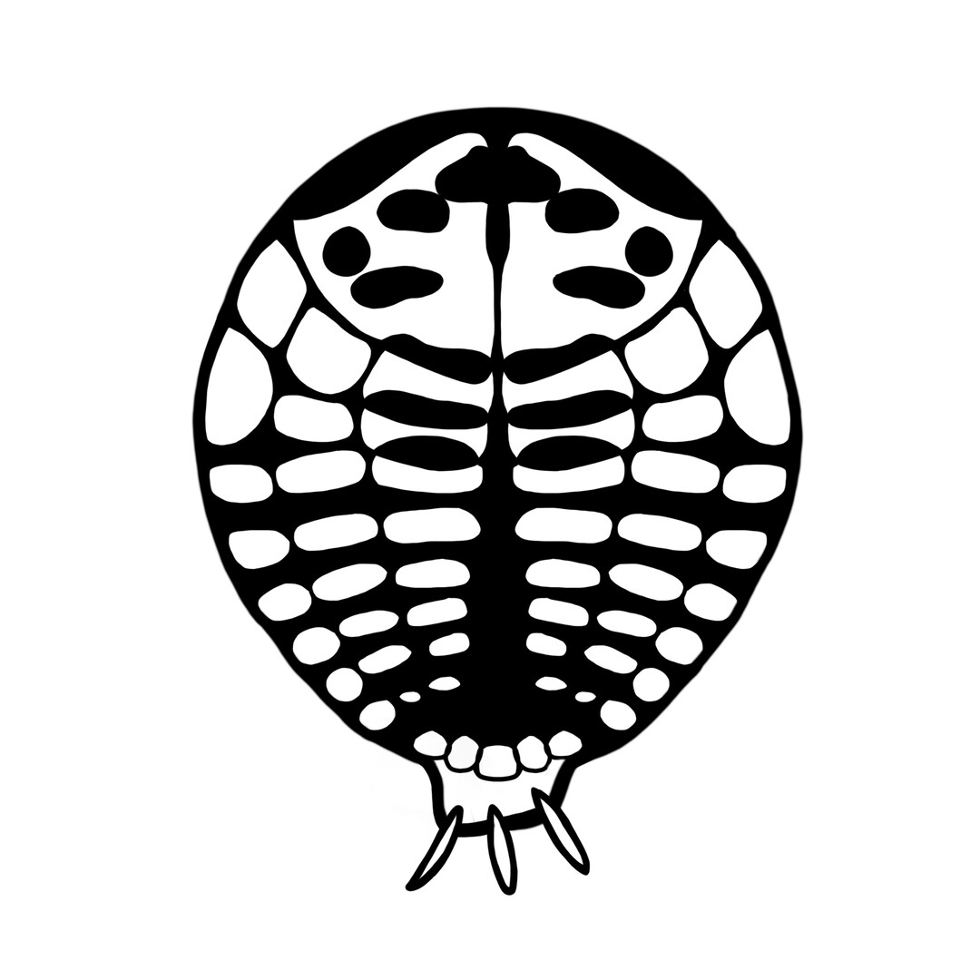 Hemlock Woolly Adelgid Top View Vinyl Decal (sticker) - Etsy