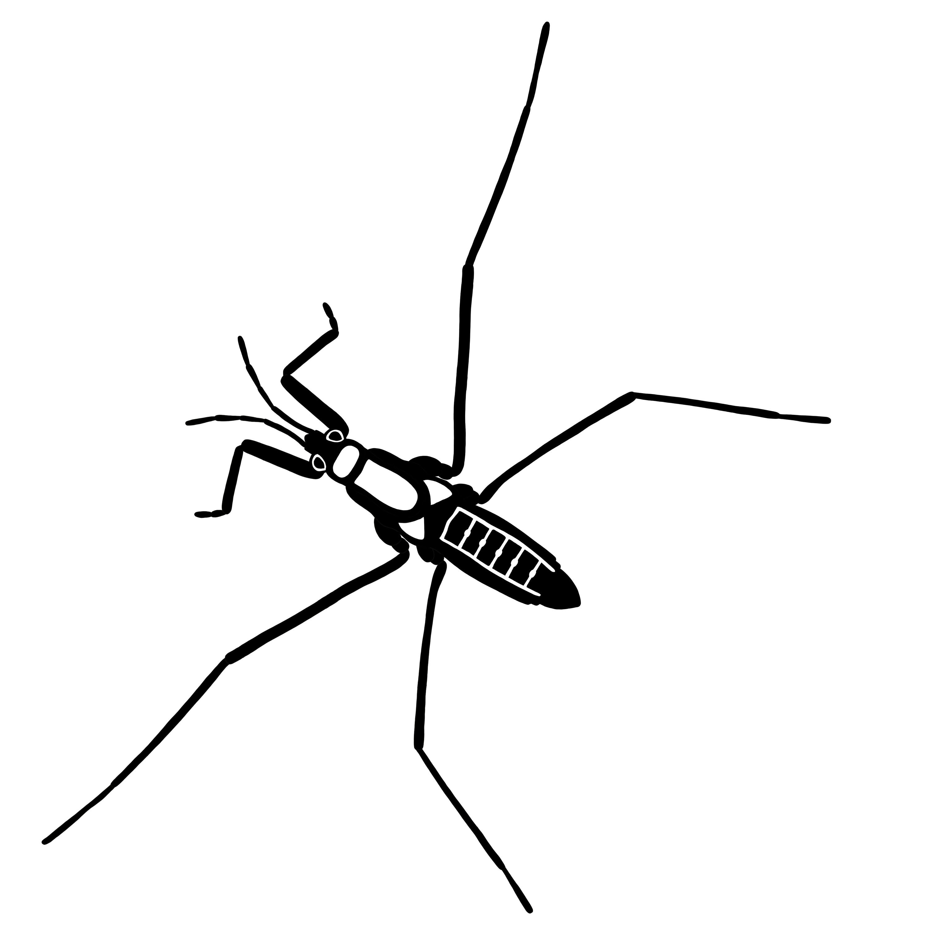 Water Strider Drawing