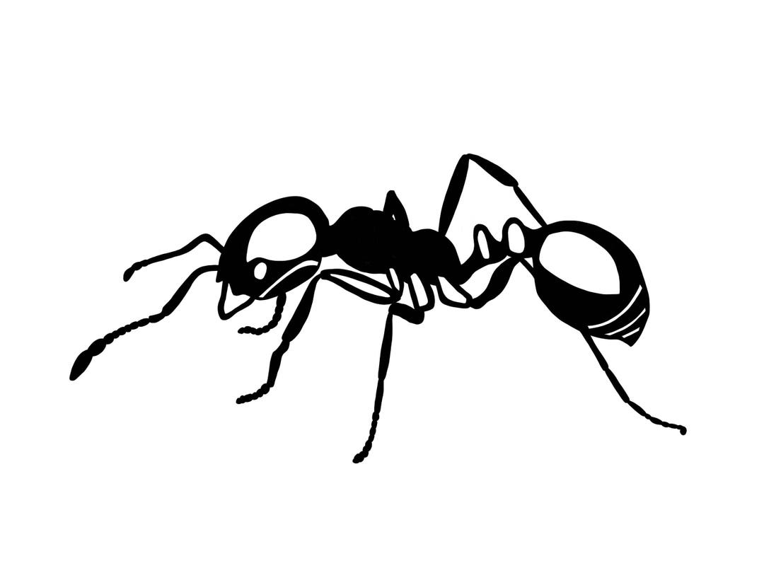 Ant Vinyl Decal (sticker) - Etsy