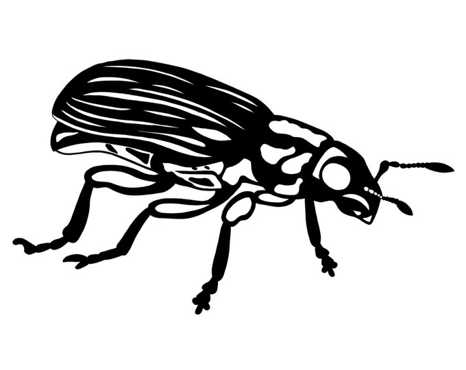 Weevil Silhouette, Weevil Svg, Weevil Png, Weevil Cricut, Bug Svg, Bug ...