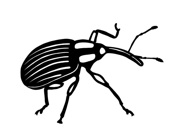 Weevil Silhouette, Weevil Svg, Weevil Png, Weevil Cricut, Bug Svg, Bug ...