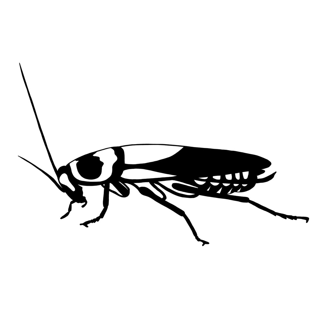 Cockroach Vinyl Decal (sticker) - Etsy