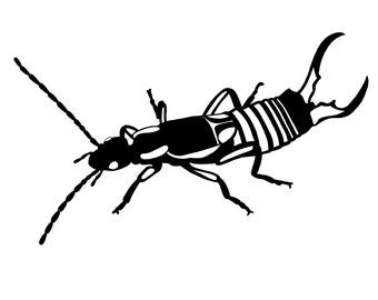 Luna Moth Vinyl Decal sticker | Etsy