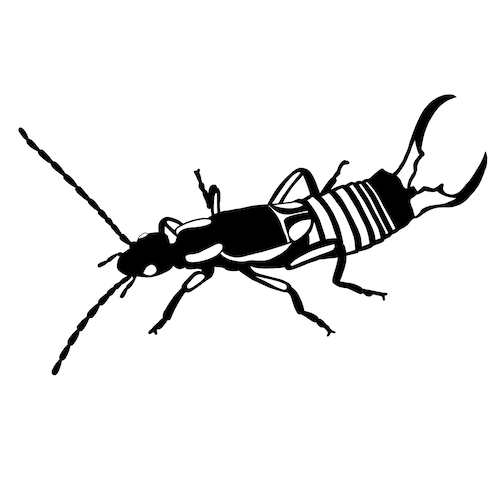 Mayfly Vinyl Decal sticker | Etsy