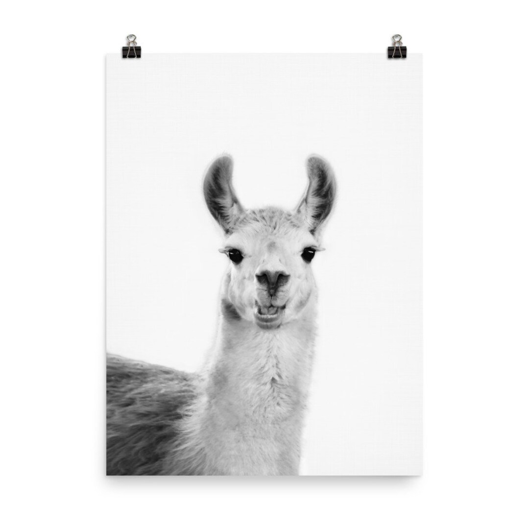 Llama Print, Llama Poster, Alpaca Art, Alpaca Poster, Printed Art, Art ...