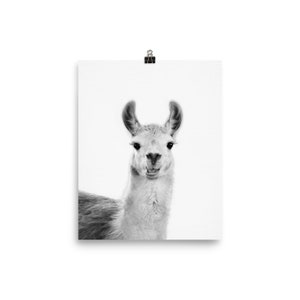 Llama Print, Llama Poster, Alpaca Art, Alpaca Poster, Printed Art, Art ...