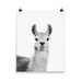 Llama Print, Llama Poster, Alpaca Art, Alpaca Poster, Printed Art, Art ...