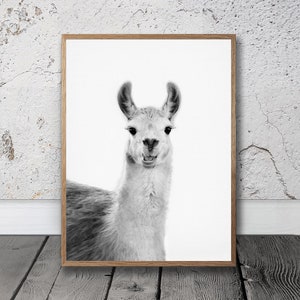 Llama Print, Llama Poster, Alpaca Art, Alpaca Poster, Printed Art, Art ...