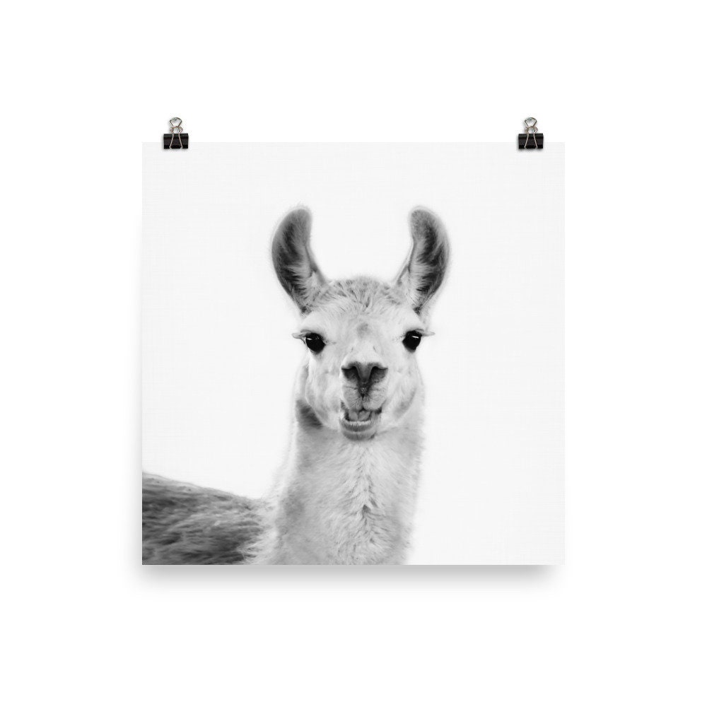 Llama Print Llama Poster Alpaca Art Alpaca Poster Printed | Etsy