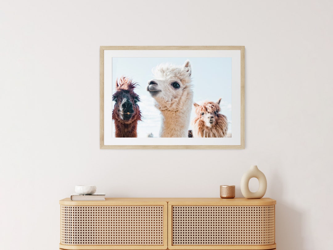 Alpacas Gift Framed Wall Art, Modern Wood Frame, Ready to Hang, Large ...