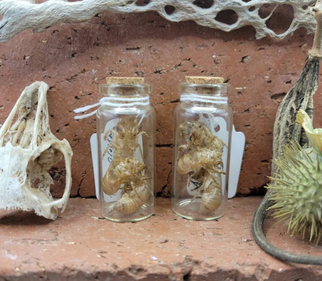 Apache Cicada Exuviae (shed Skin) - Etsy