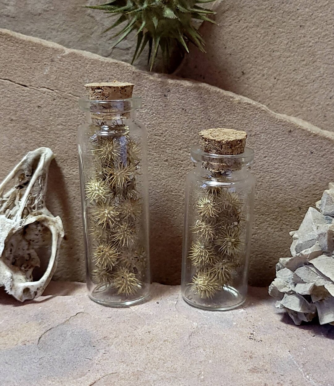 Vial O' Arizona Canyon Ragweed Burrs (ambrosia Ambrosiodes) - Etsy
