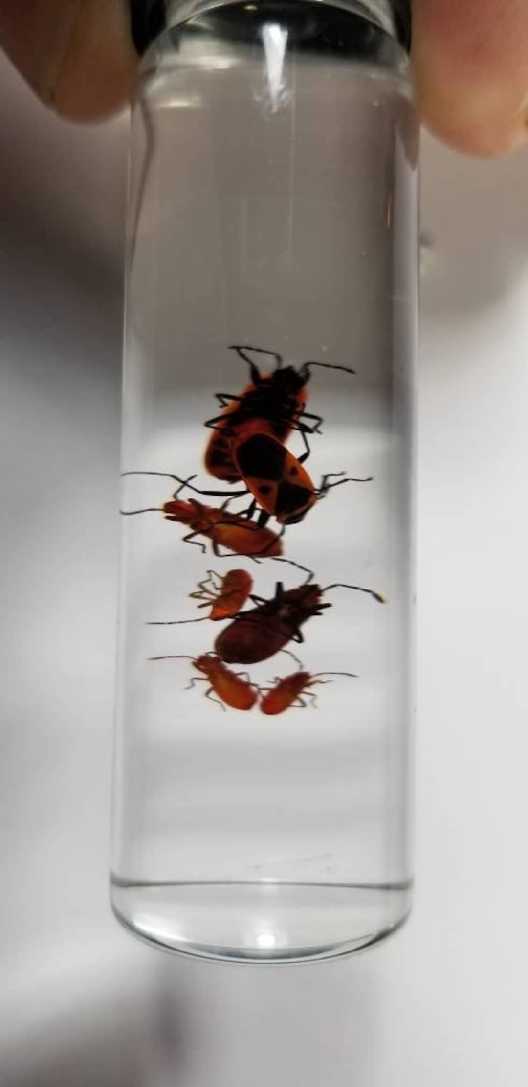 Wet Preserved Mediterranean Red Bugs (scantius Aegyptius) - Etsy