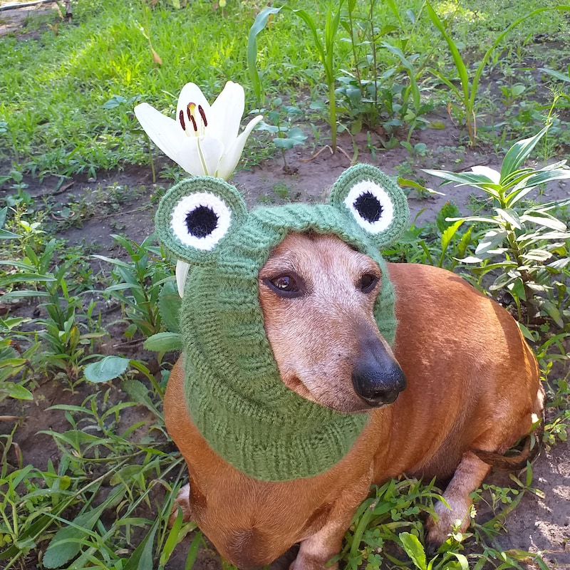 Frog Hats for Dogs - Etsy