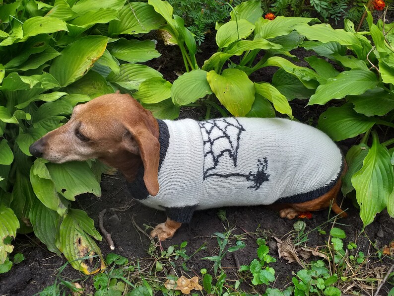 Halloween costume with spider for dachshund dog | Etsy