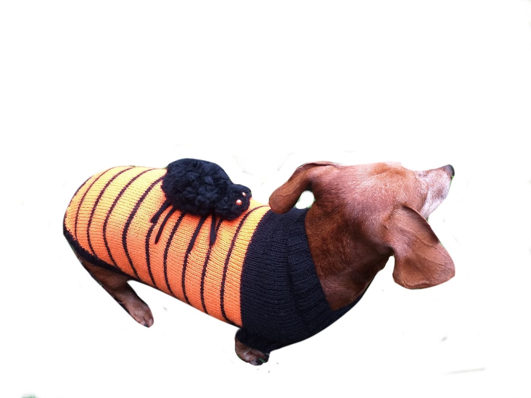 Orange Halloween Spider Sweater for Dachshund Dog - Etsy