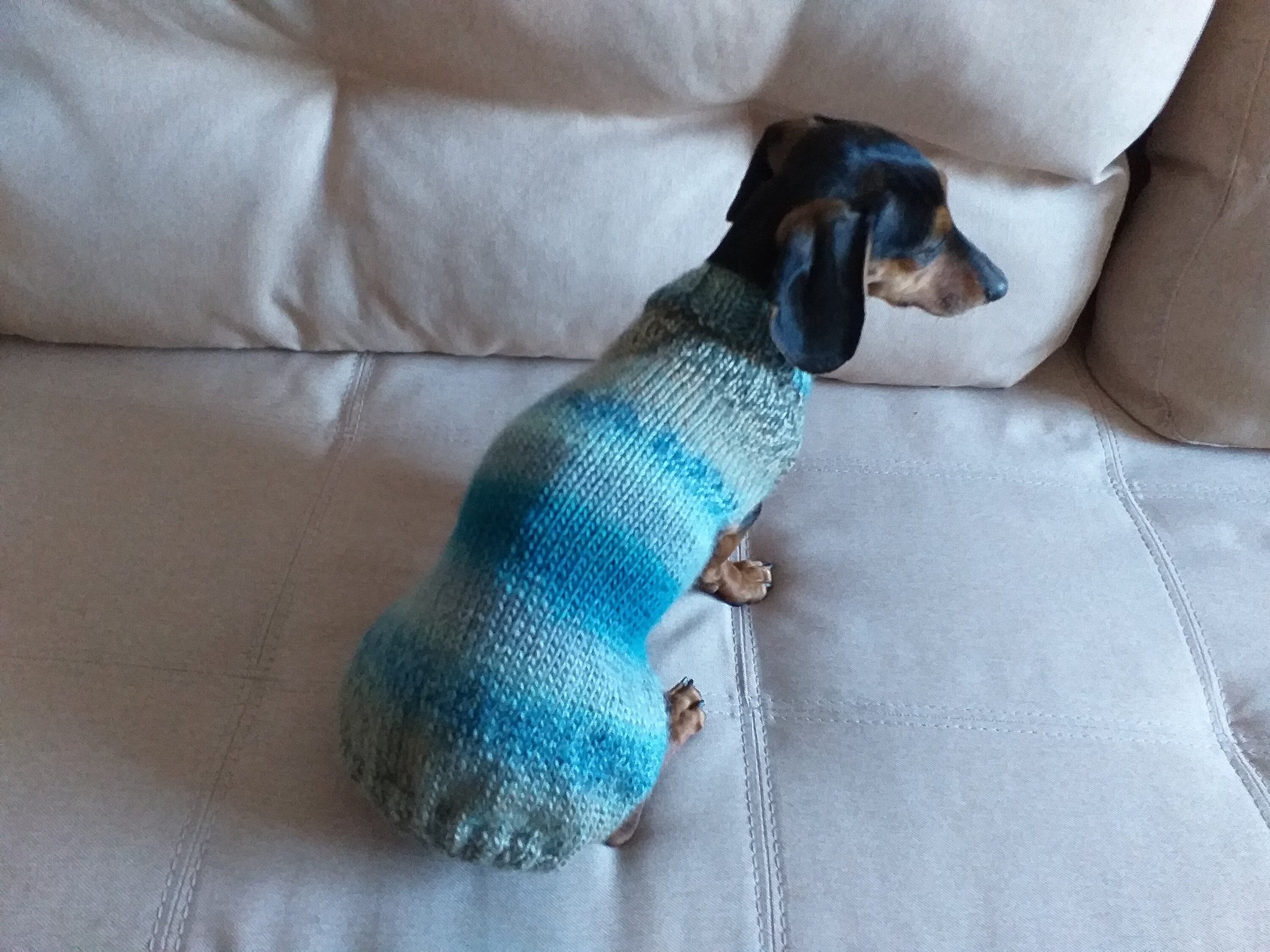 Warm Coat for Wiener Dog Miniature Dachshund Knitted Jumper - Etsy