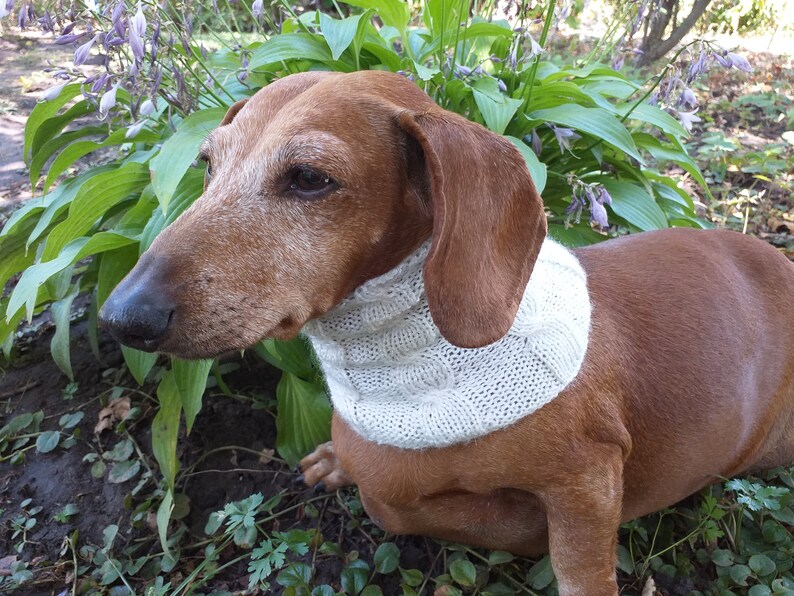 Dachshund or Small Dog Scarf Snood - Etsy