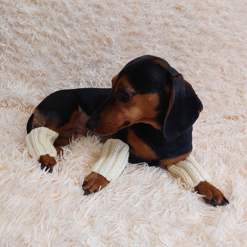 Leg Warmers for Dogs - Etsy