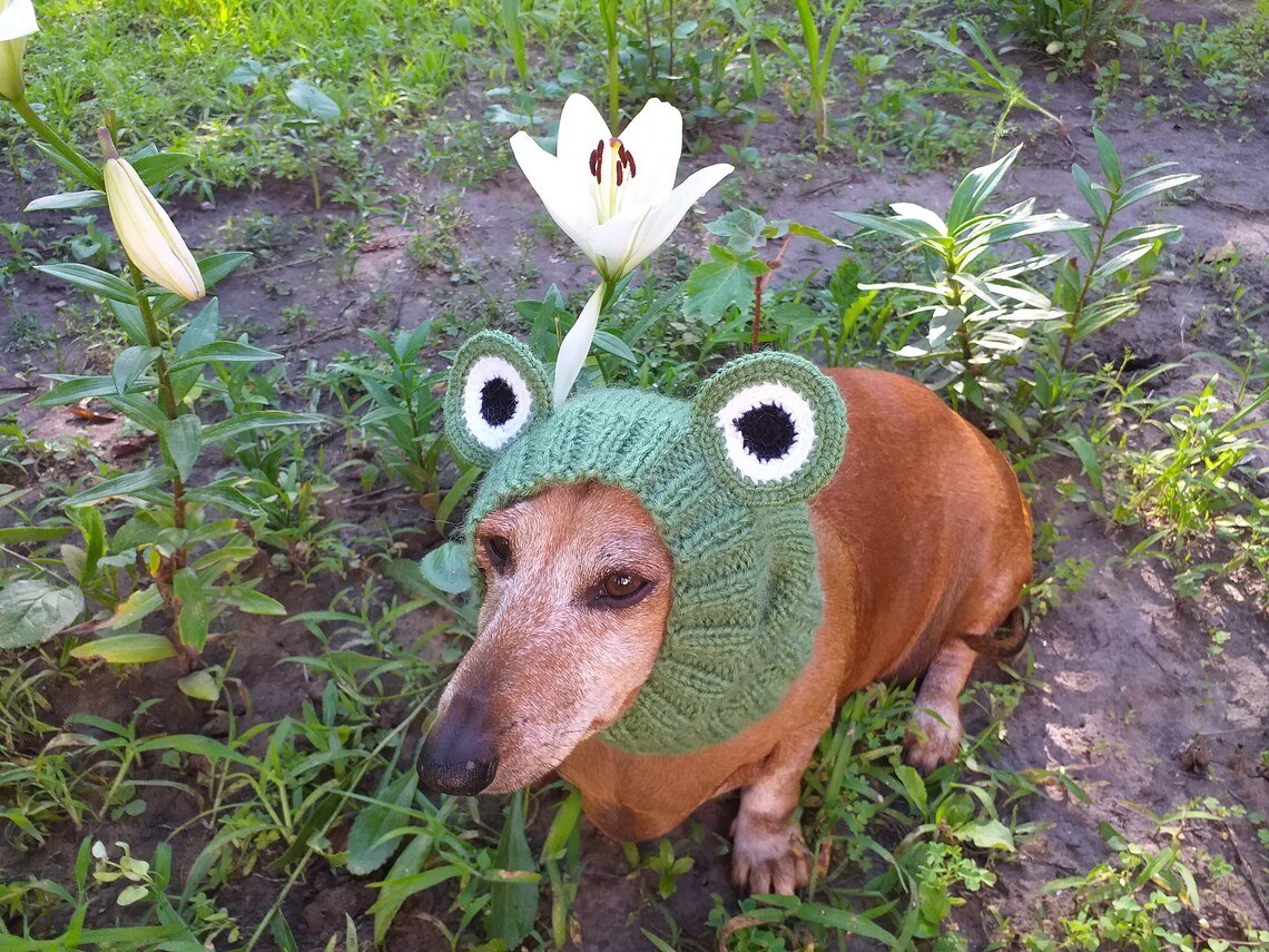 Snood hat for dog frog dachshund snood frog | Etsy