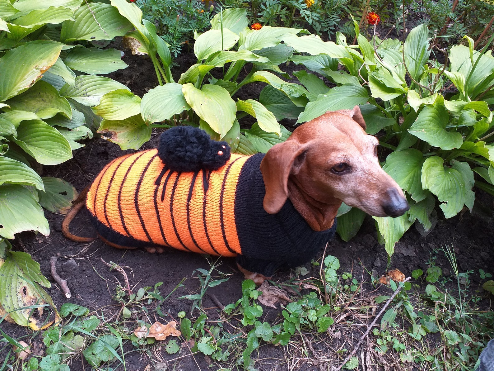 Orange Halloween Spider Sweater for Dachshund Dog | Etsy