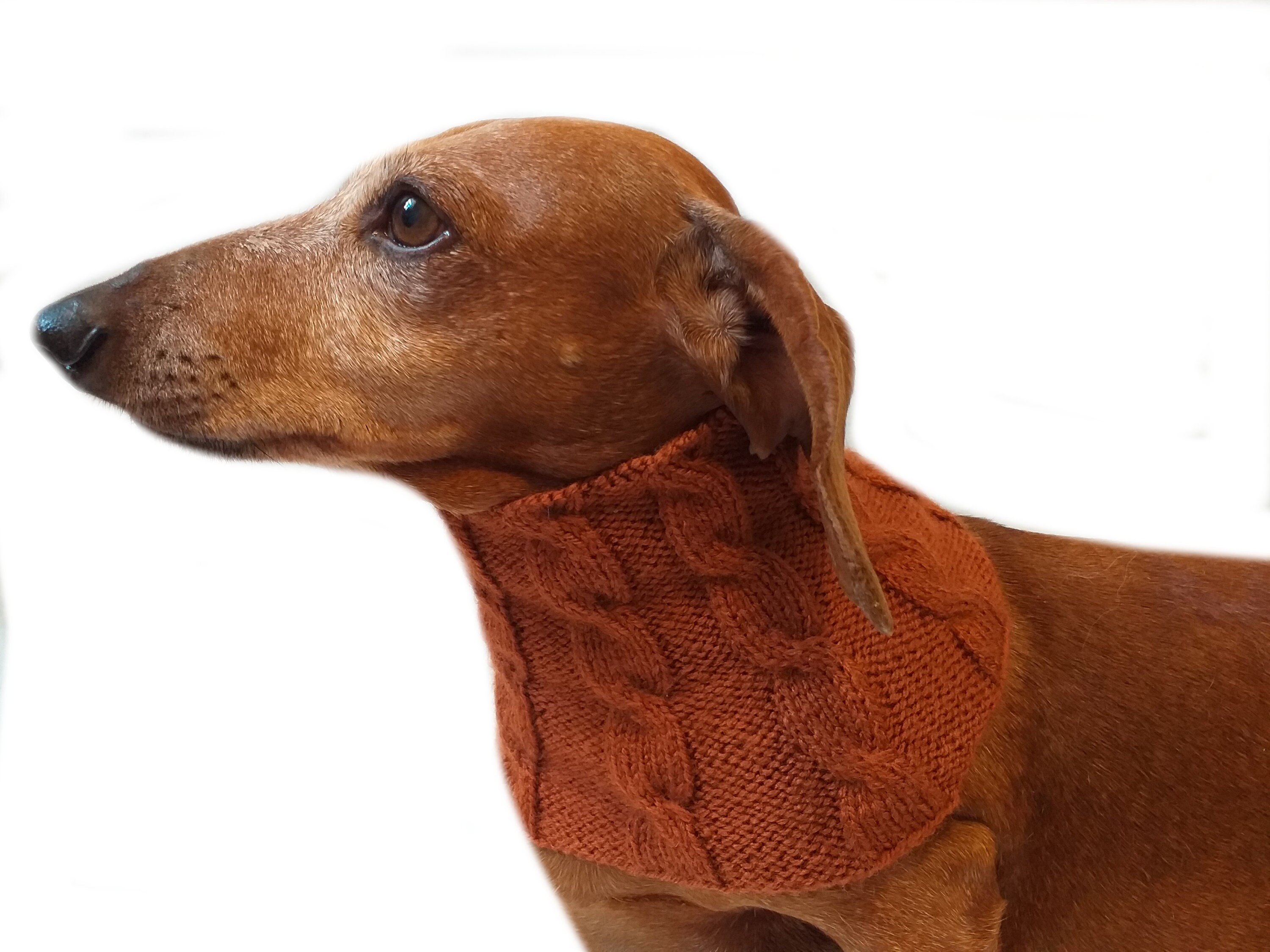 Dachshund or Small Dog Scarf Snood - Etsy