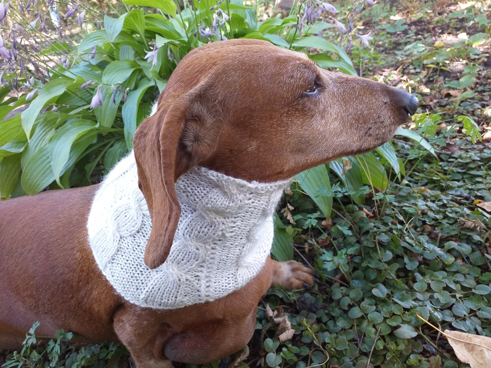 Dachshund or small dog scarf snood | Etsy