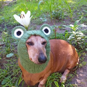 Snood Hat for Dog Frog Dachshund Snood Frog - Etsy