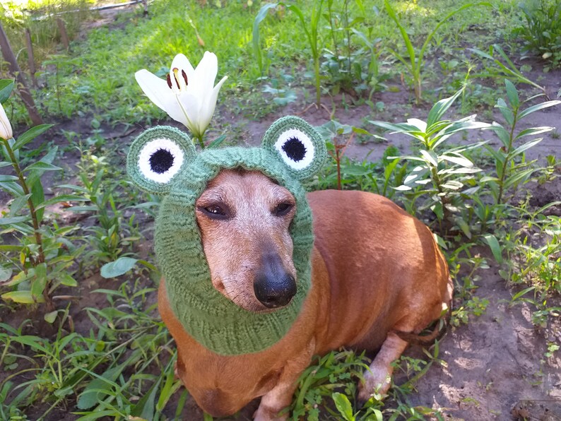 Snood hat for dog frog dachshund snood frog | Etsy