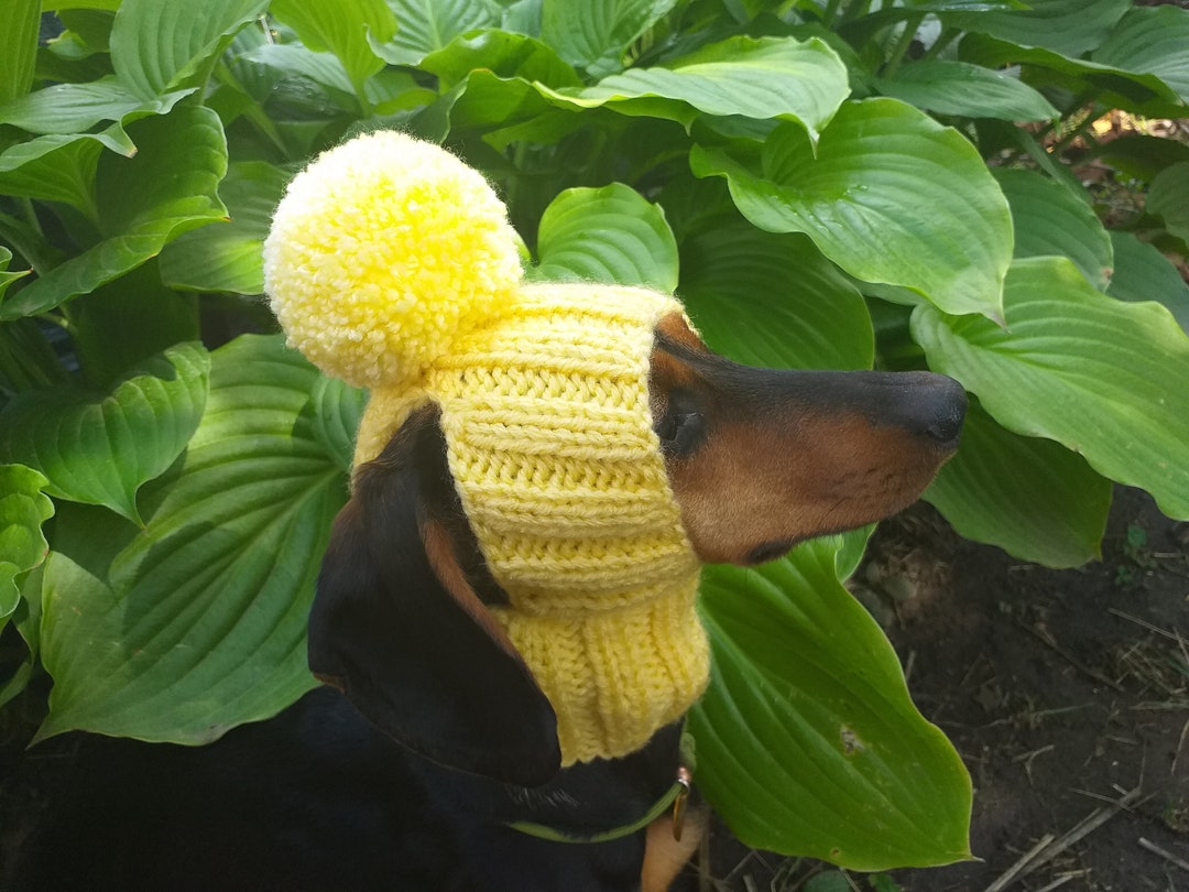 Winter Knitted Hat for Dachshund With Open Ears,dog Hat for Photoshoot ...