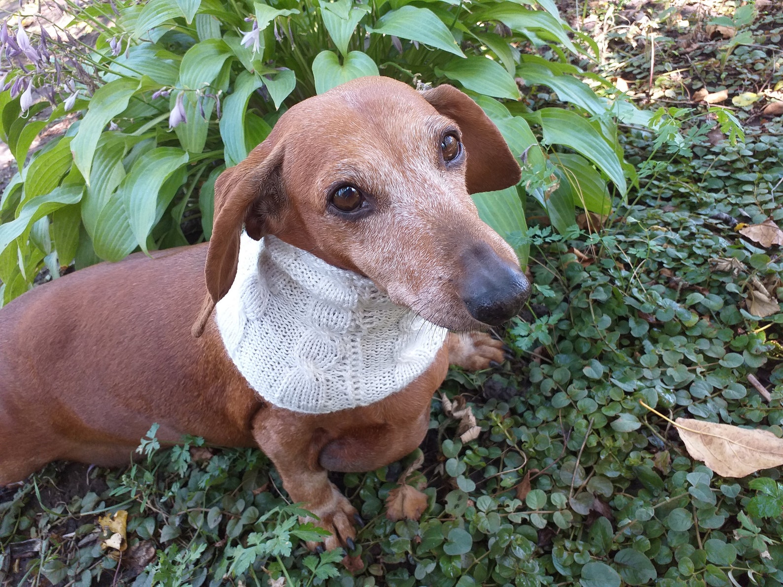 Dachshund or small dog scarf snood | Etsy