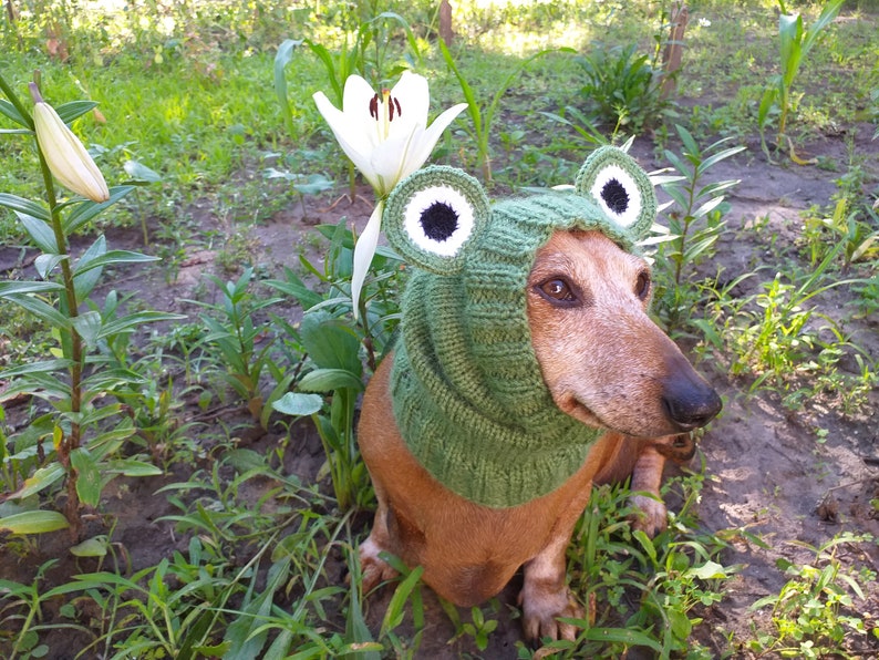 Snood hat for dog frog dachshund snood frog | Etsy