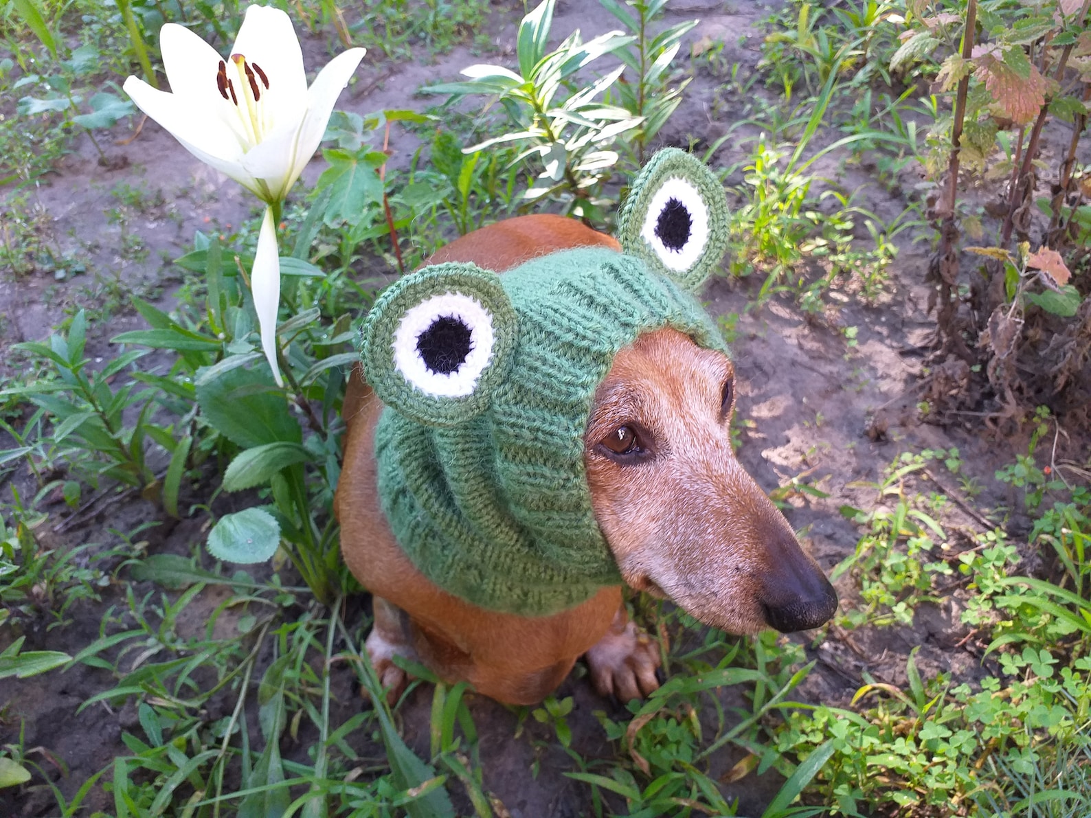 Snood hat for dog frog dachshund snood frog | Etsy