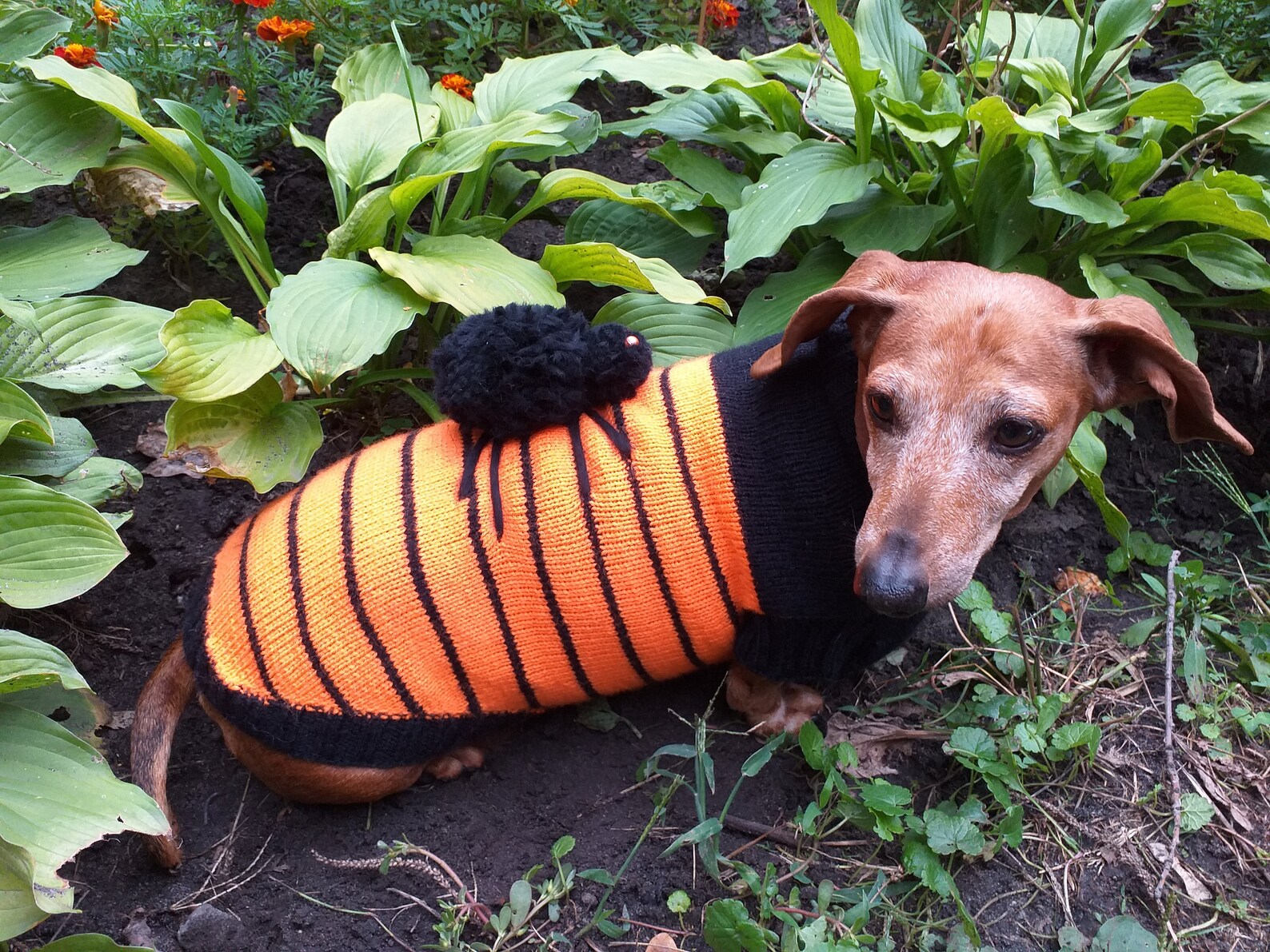 Orange Halloween Spider Sweater for Dachshund Dog | Etsy
