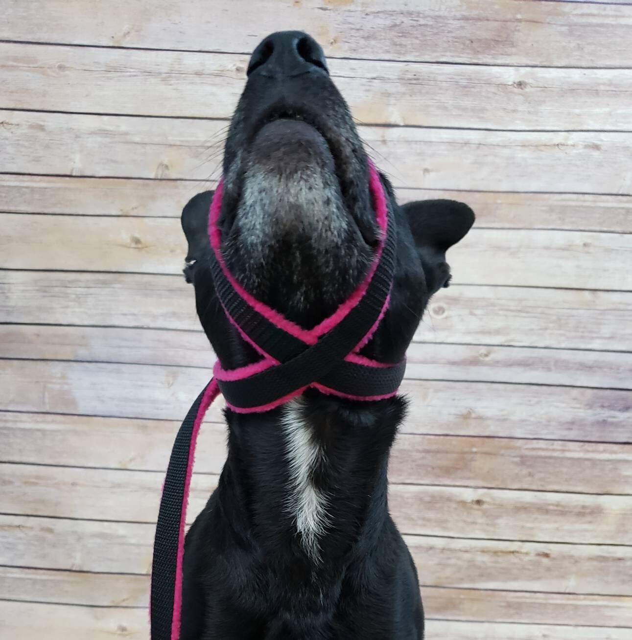 Build Your Own SMALL Quick Start Leash - Etsy