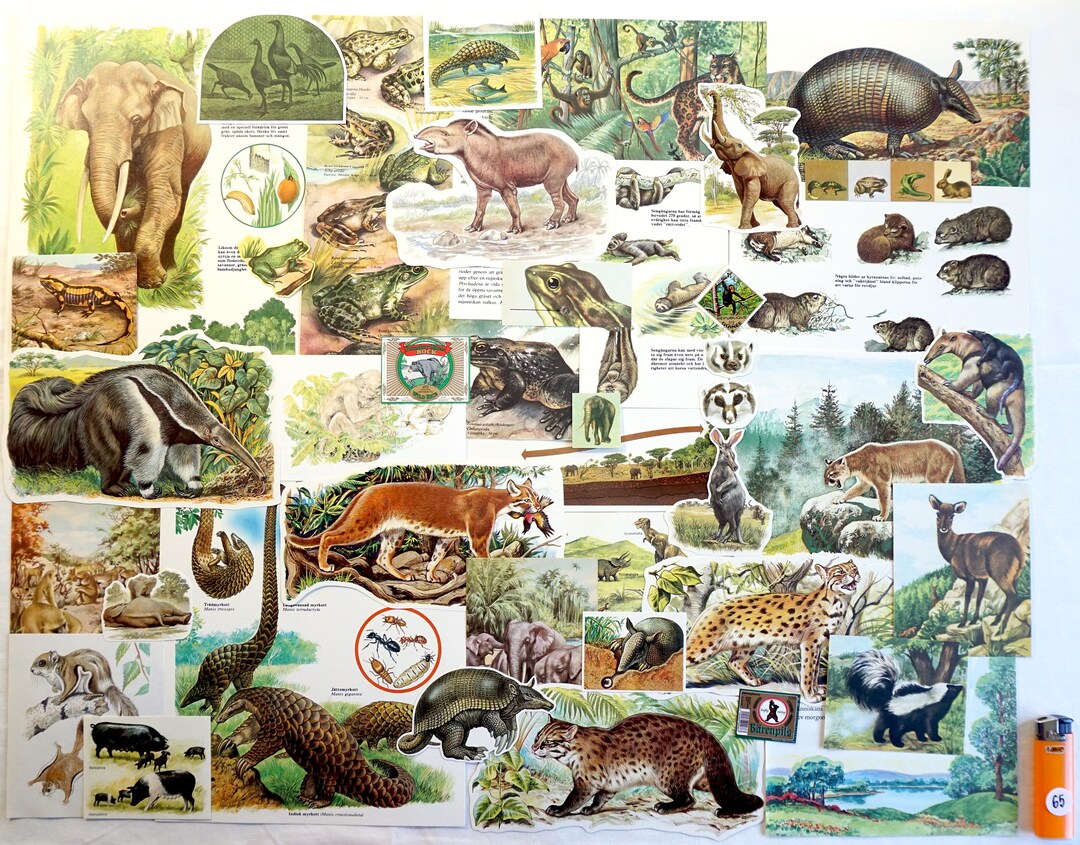 Vintage Animal Ephemera Pack Cut Outs From Books for Collage - Etsy