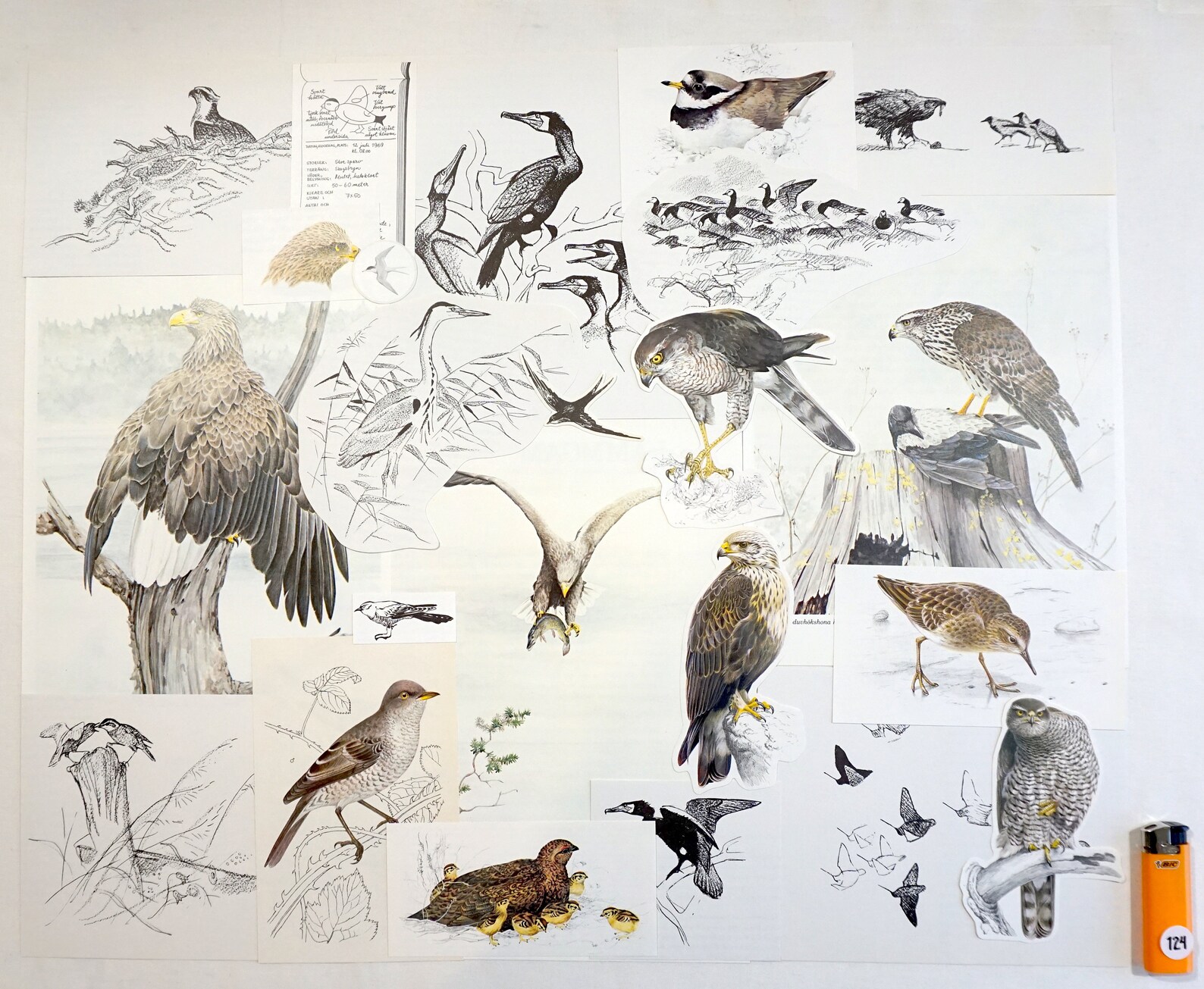 Vintage Bird Ephemera Pack, Cut Outs From Books for Collage ...