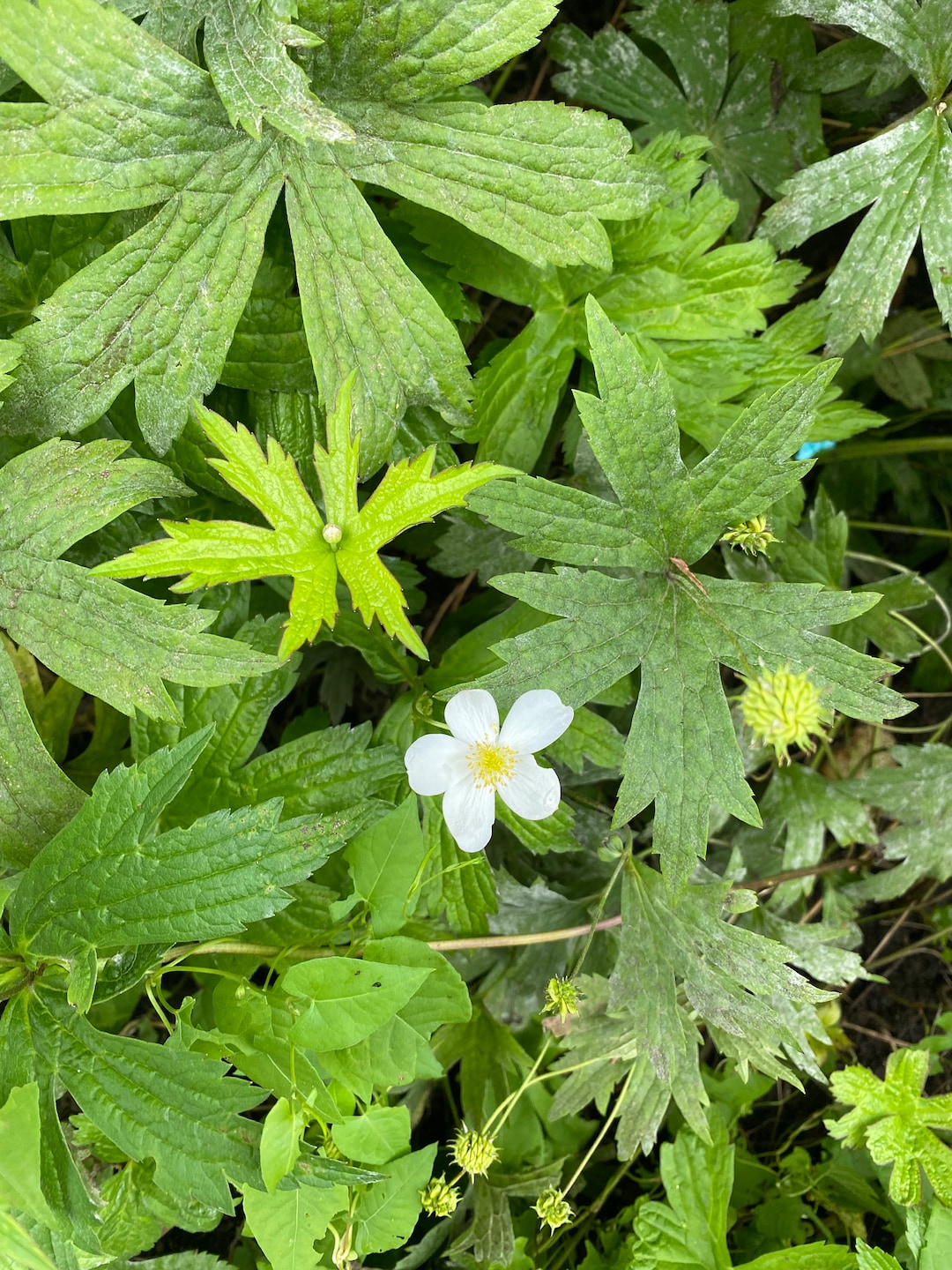 Canada Anemone, Anemone Canadensis Seeds Native Seeds, Native Canadian ...