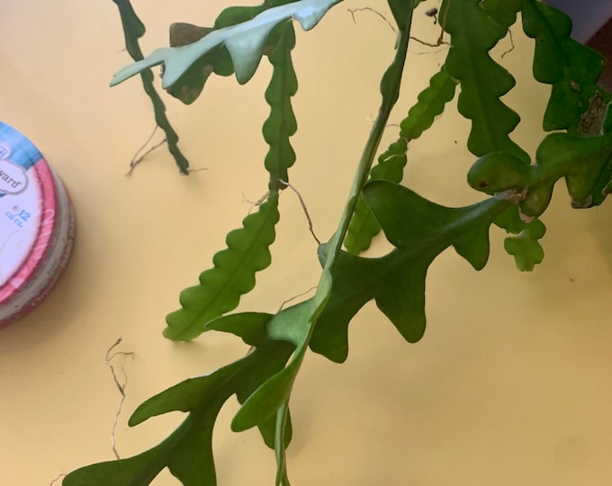 3 Fishbone Cactus Epiphyllum Ric Rac Unrooted Cuttings - Etsy